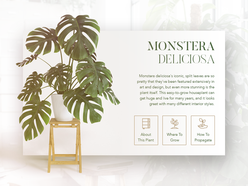 Plants - Information Card UI by Ömer Can Sarıhan on Dribbble