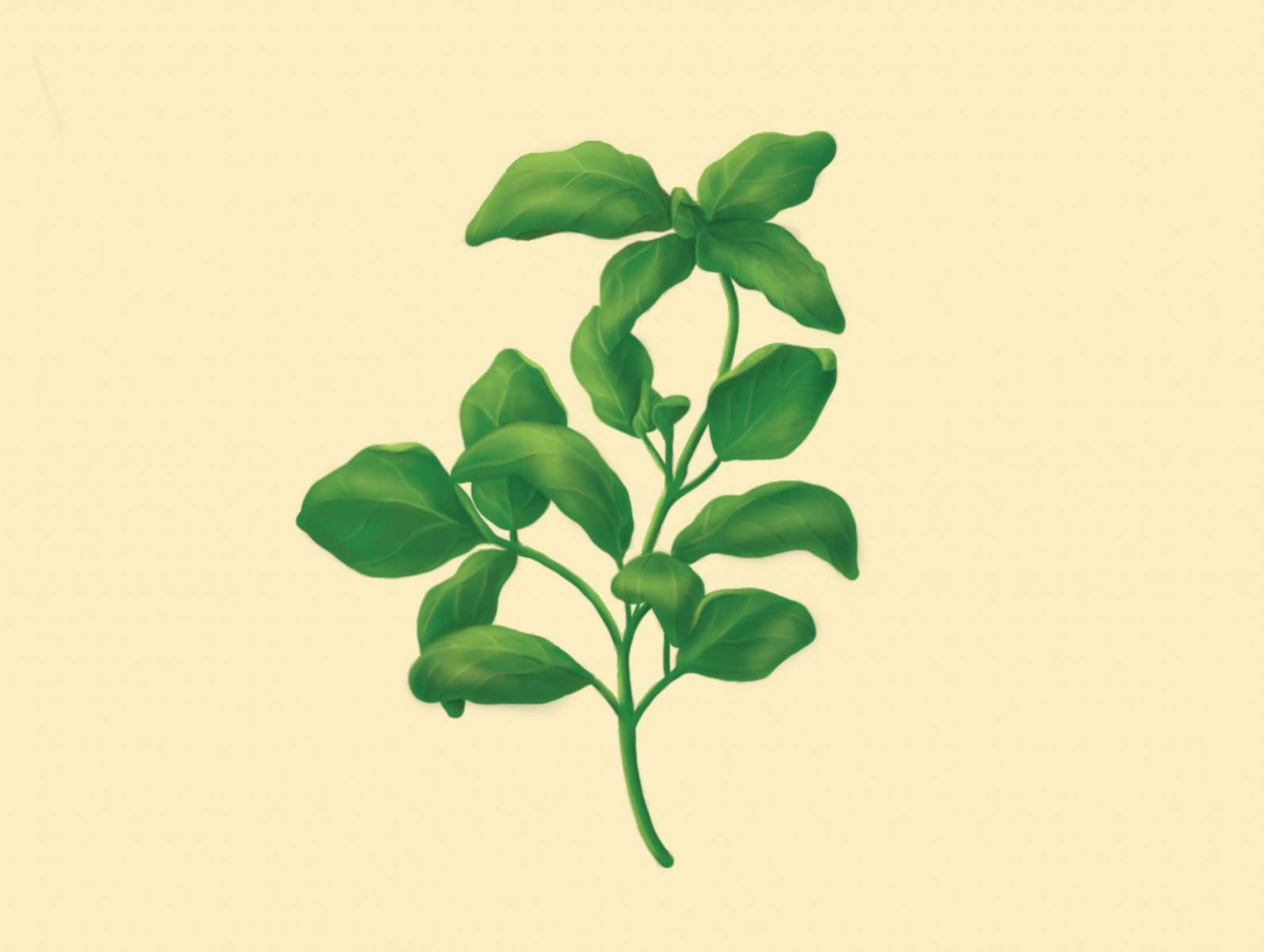 B is for Basil by Lindsay Rae Grizzard on Dribbble
