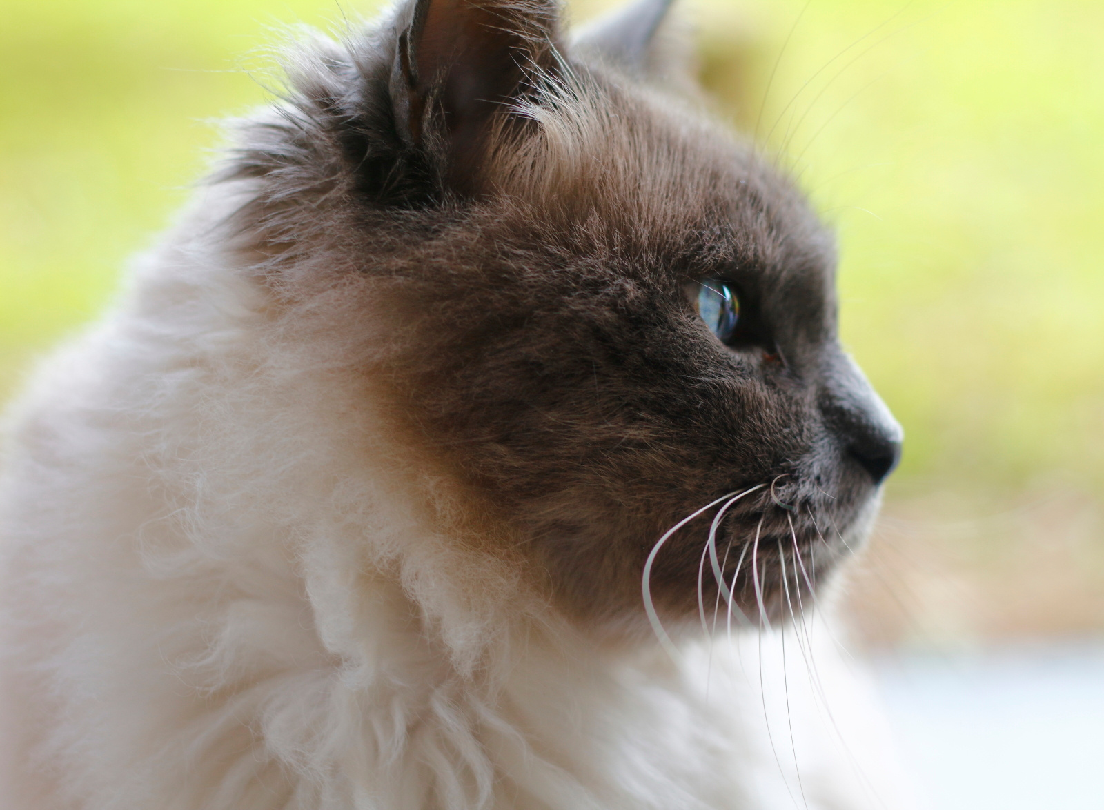 My cute cat 1 by André Junior Cardoso on Dribbble