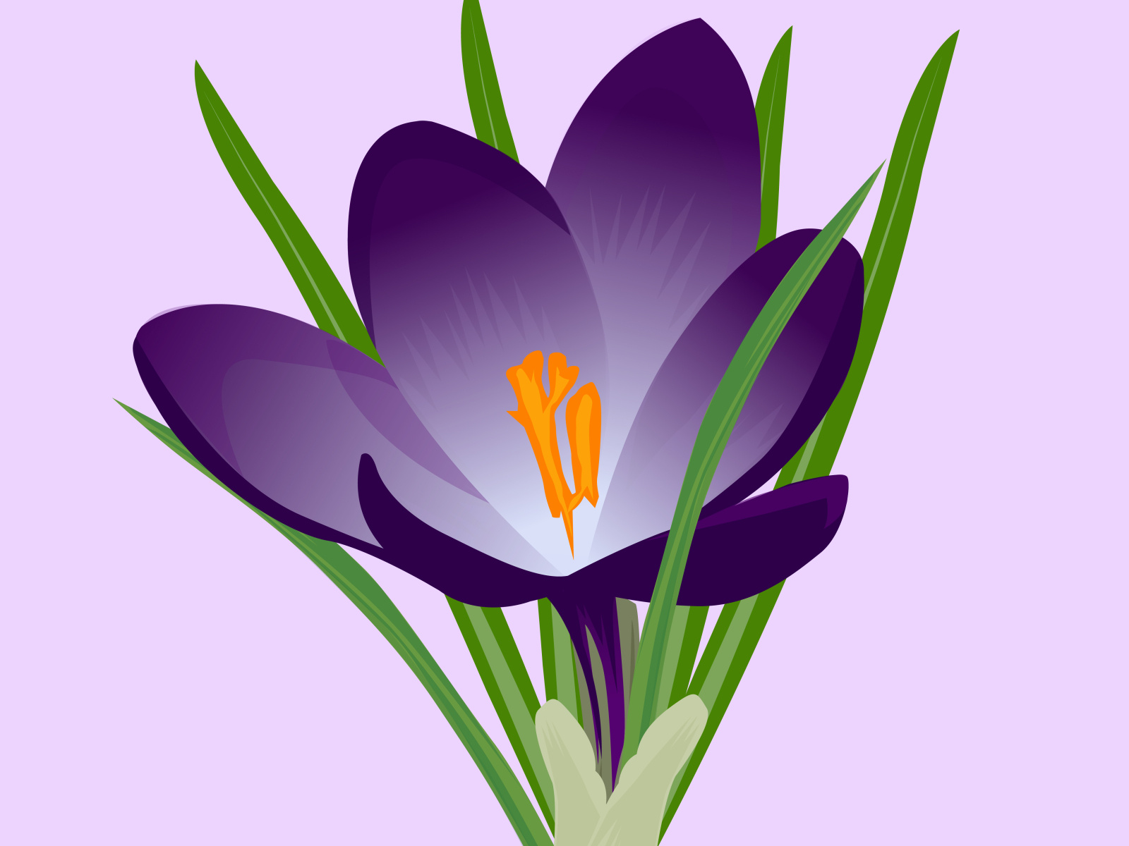 crocus flower vector png by graphic kamla on Dribbble
