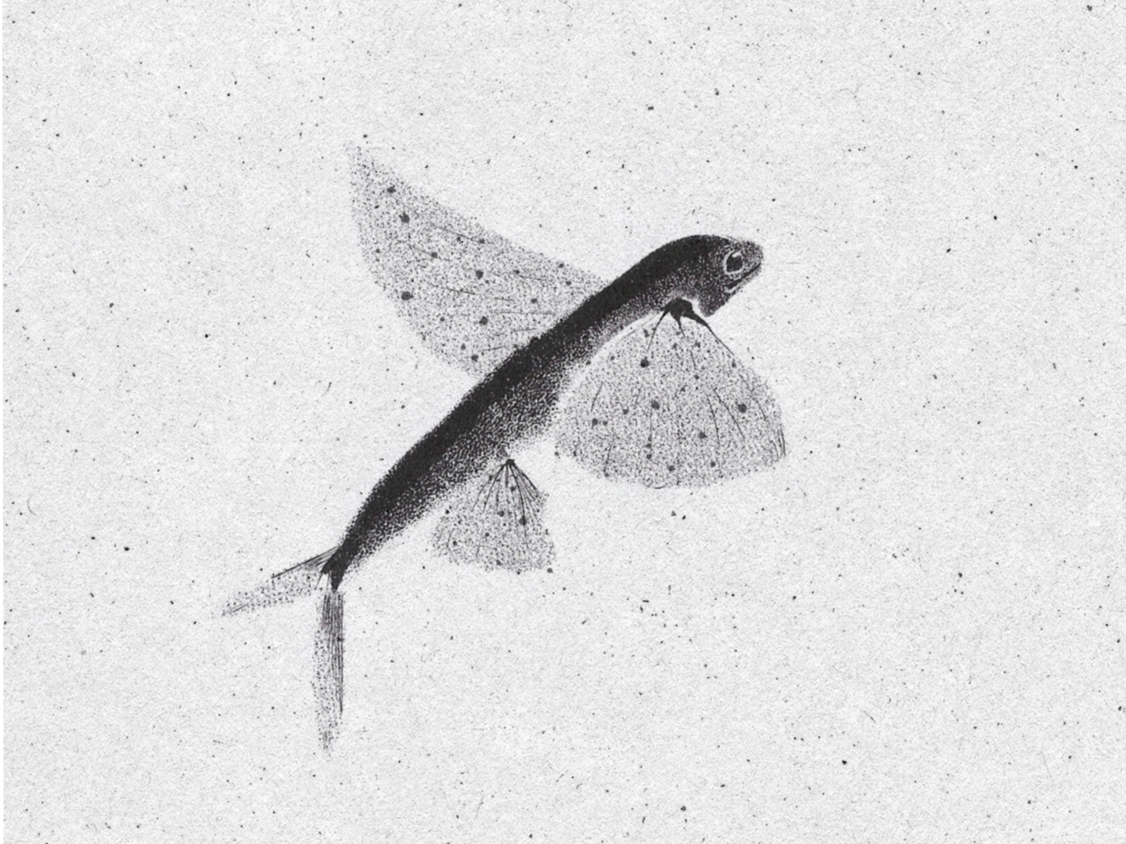 Exocoetidae by Sasha Skripochka on Dribbble