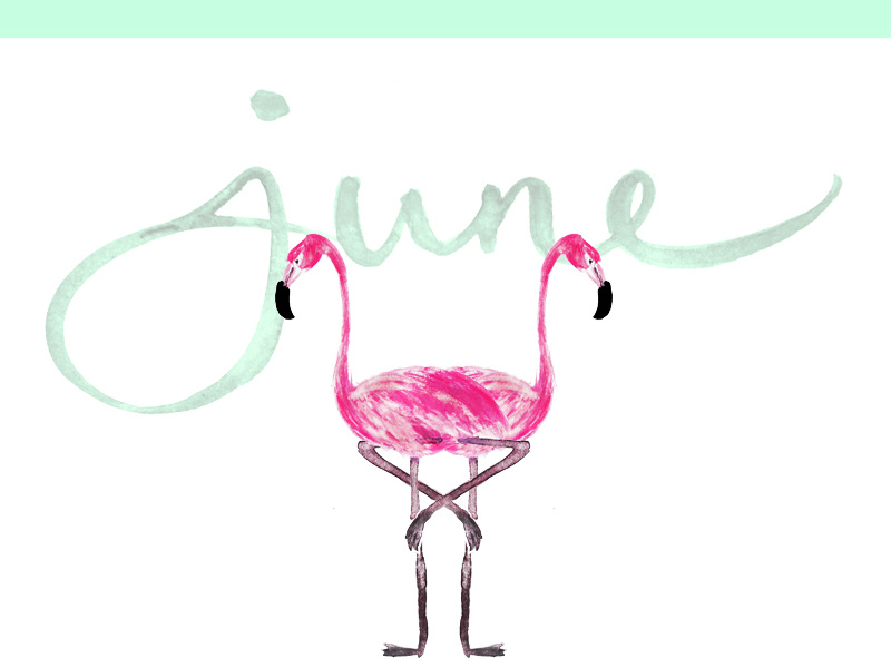 June Flamingo by Whitney on Dribbble