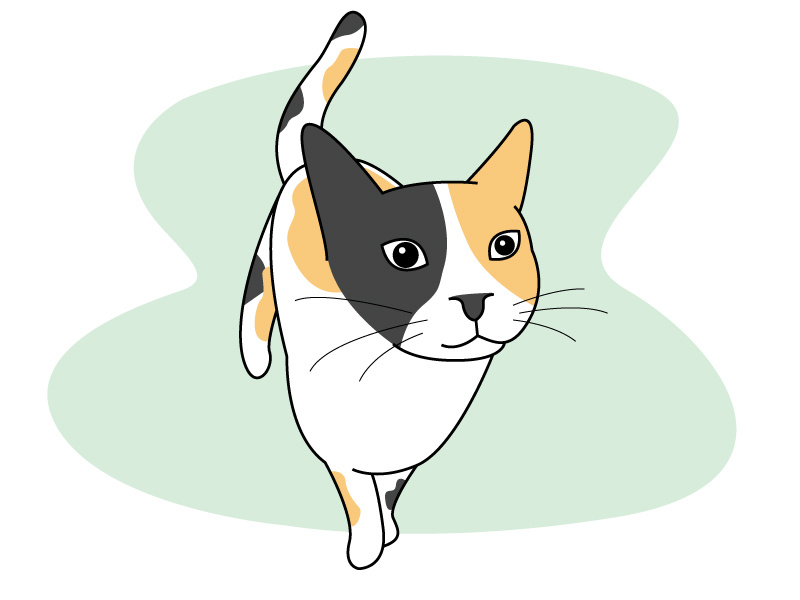 Kitty by aristravelsphere on Dribbble