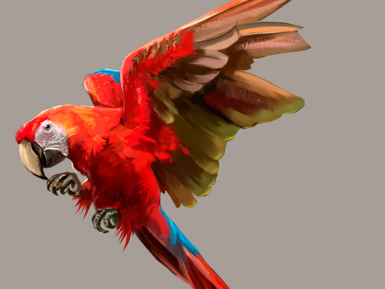 Guacamaya by Omar Mendoza on Dribbble