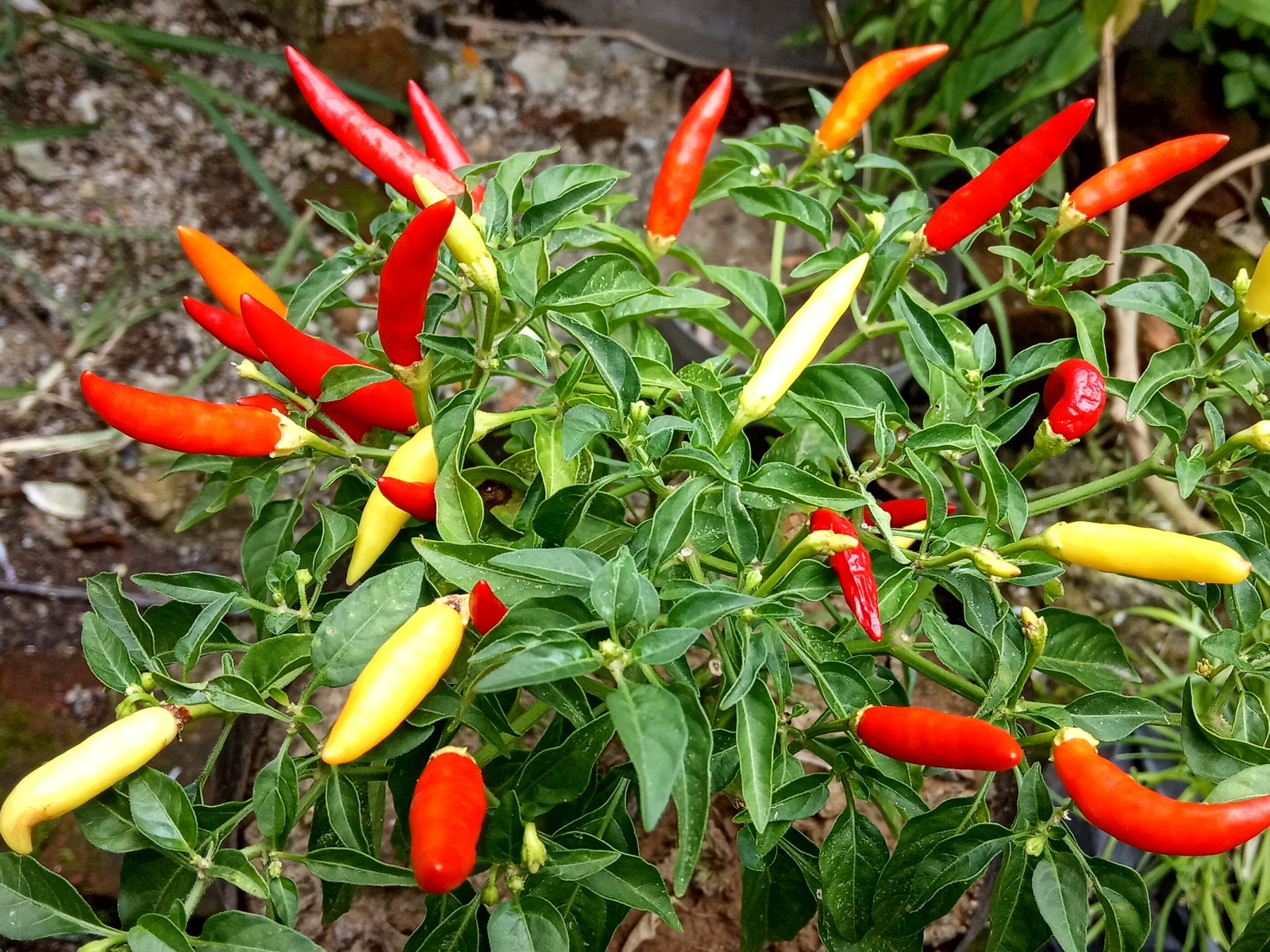 Chili with different colors by Fujairin on Dribbble