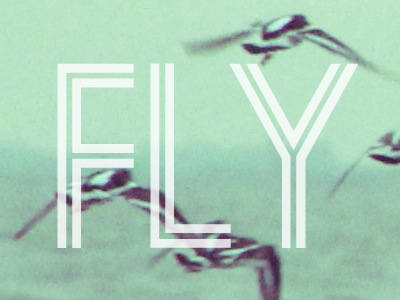 Fly by Liam O'Leary on Dribbble