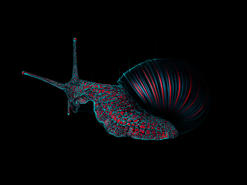 Neon Snail by Aleksei Goferman on Dribbble
