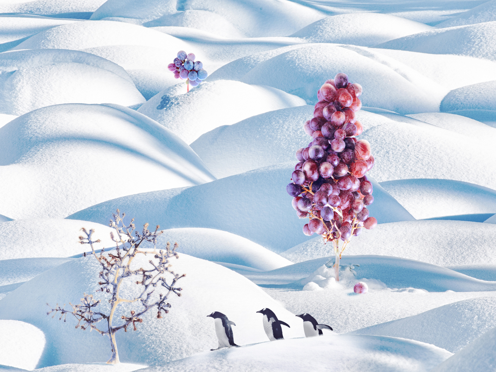 Surreal Fruits | art project by Tarafa MHFOUD™ on Dribbble