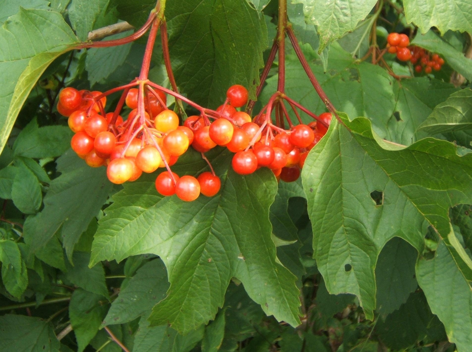 Viburnum Trilobum High Bush Cranberry