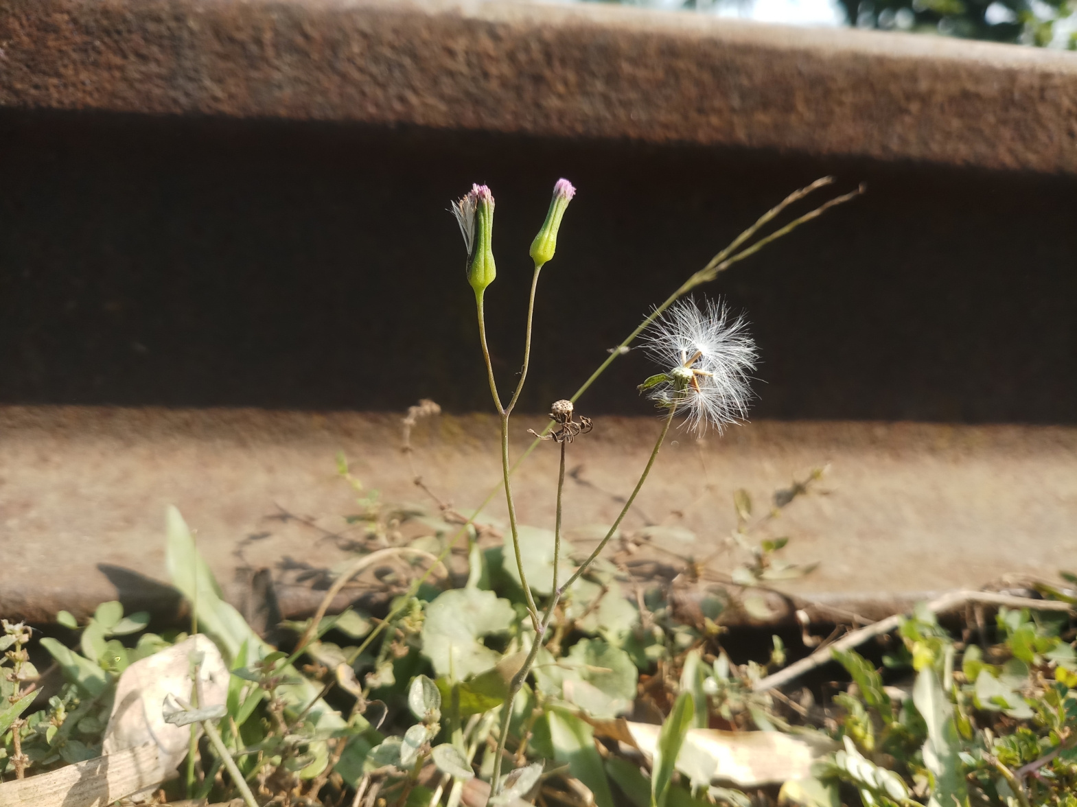 Rail Line Flower. by Md Walid Salehin Nirveek on Dribbble