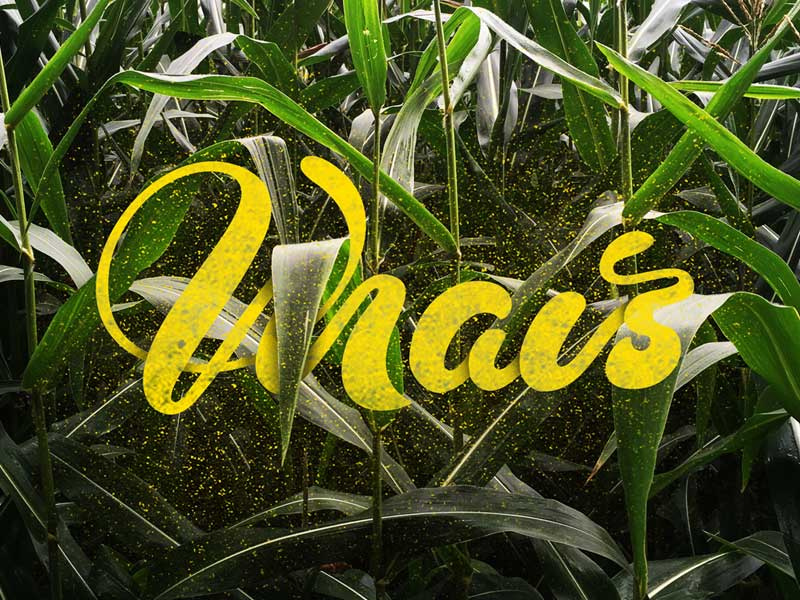 Mais by Robert Bree on Dribbble