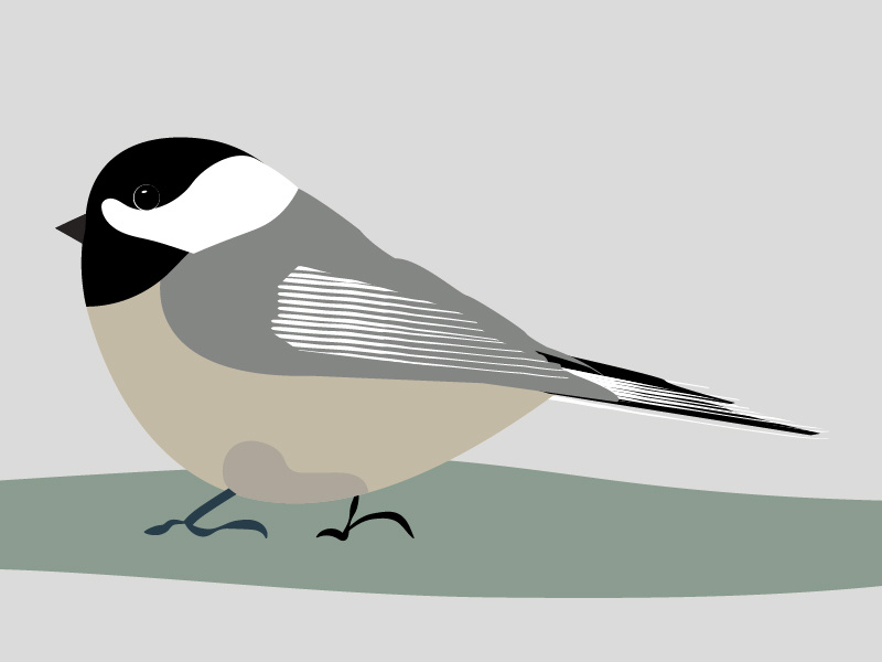 Chickadee Illustration