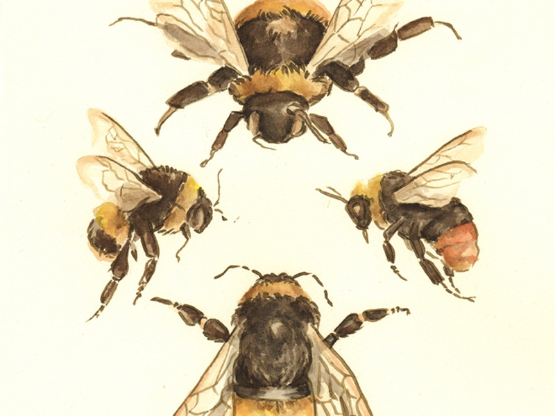 The Flight Of The Bumblebee by Gretchen Ellen Powers on Dribbble