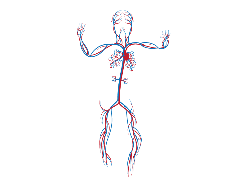 Circulatory System Drawing For Kids