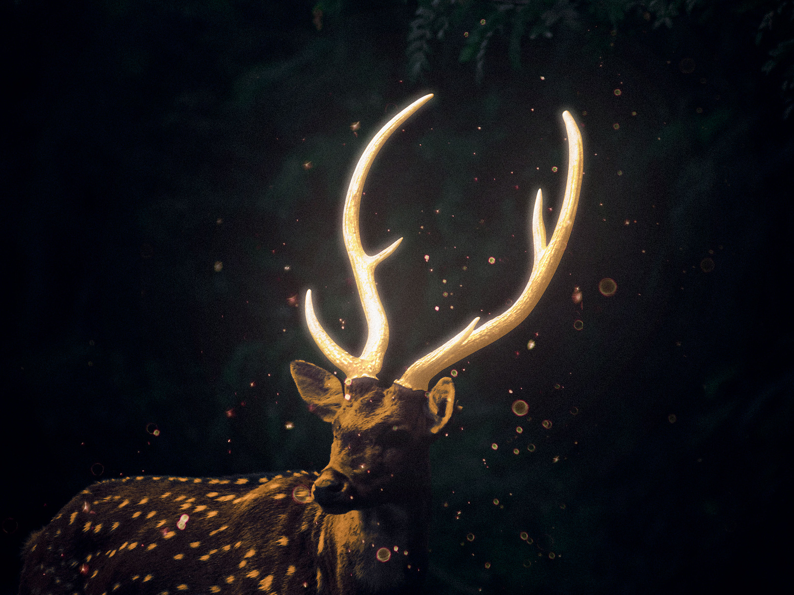 Glowing Deer Photoshop Manipulation by Simran Yadav on Dribbble