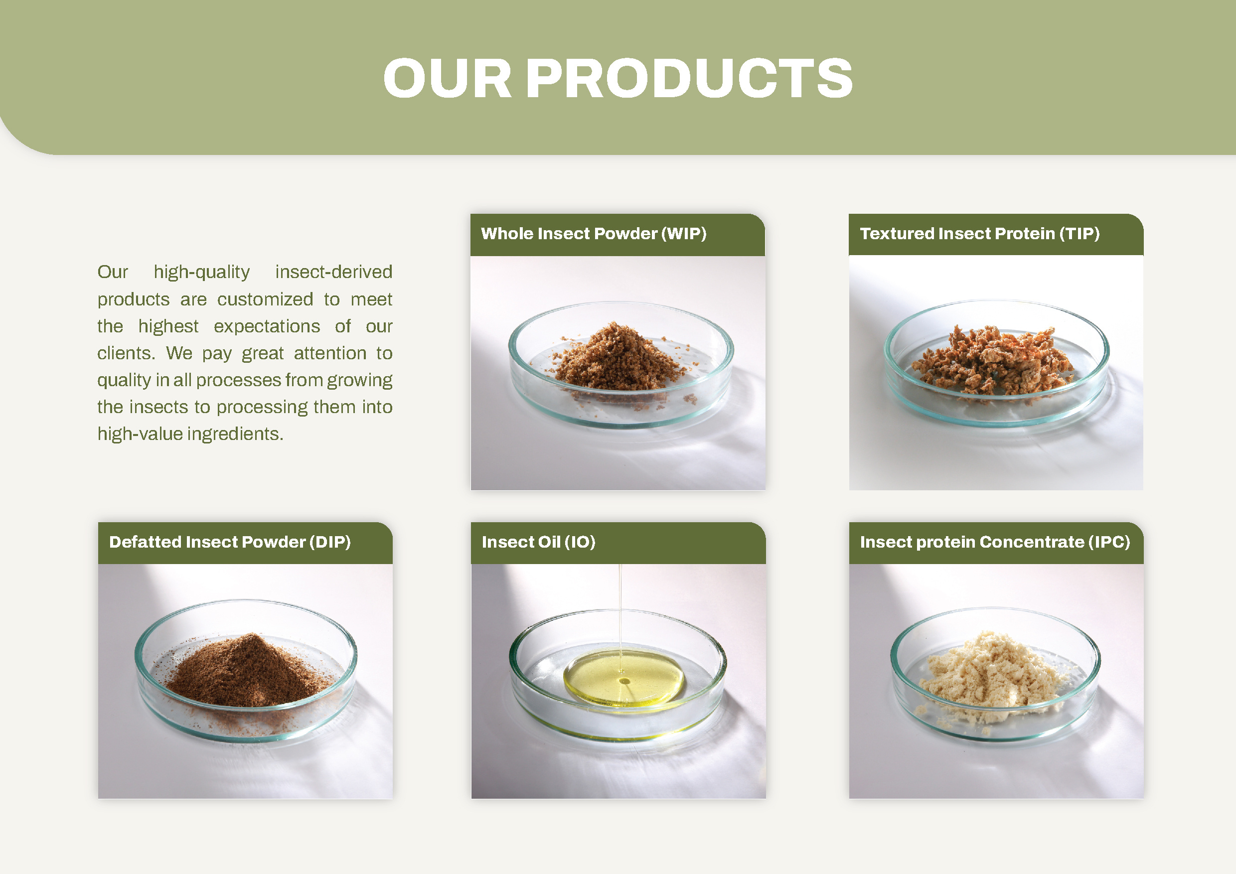 Insect Protein Solutions Brochure Layout by MakeTone on Dribbble