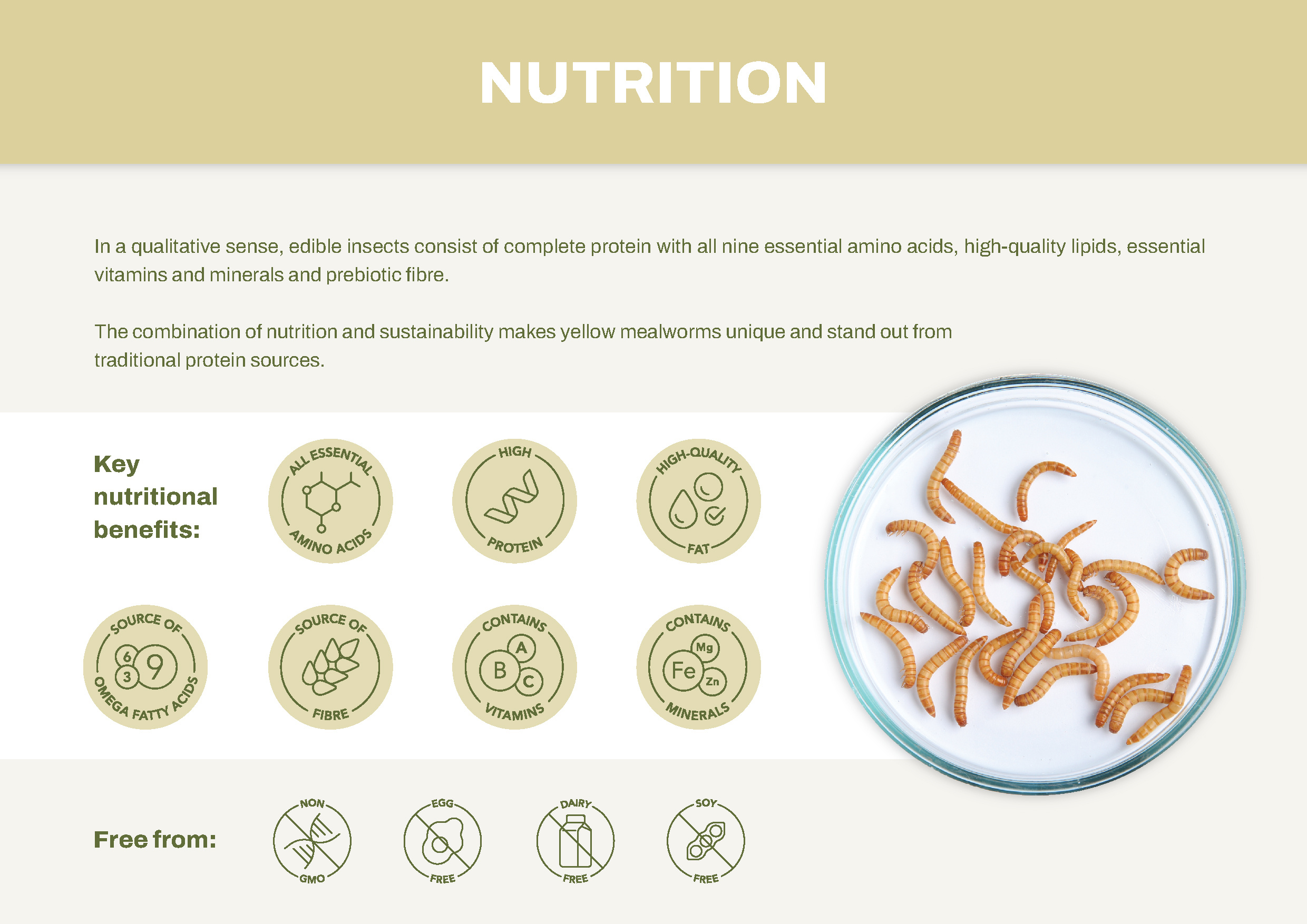 Insect Protein Solutions Brochure Layout by MakeTone on Dribbble