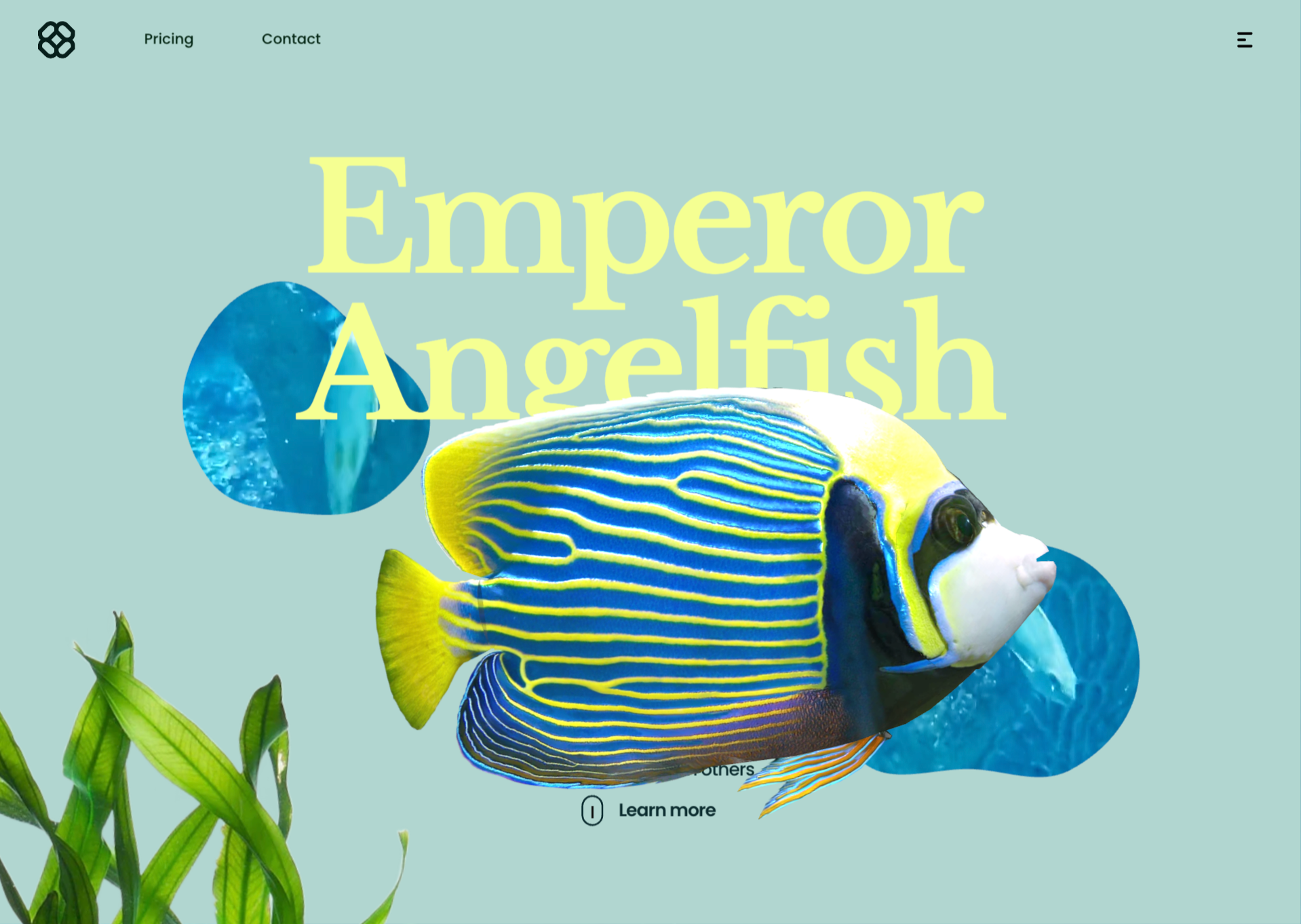 3D Animated Emperor Angelfish by Mi Nguyen on Dribbble