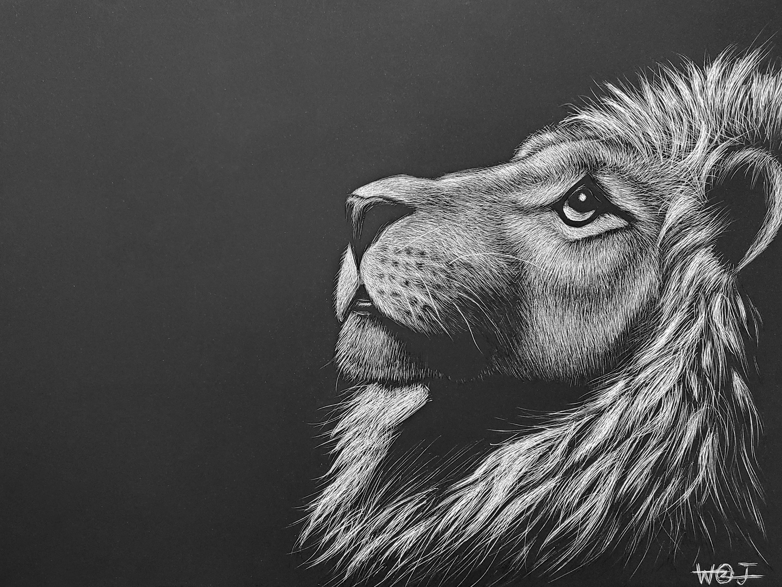 Lion Scratch Board by Lindsey Konarske on Dribbble