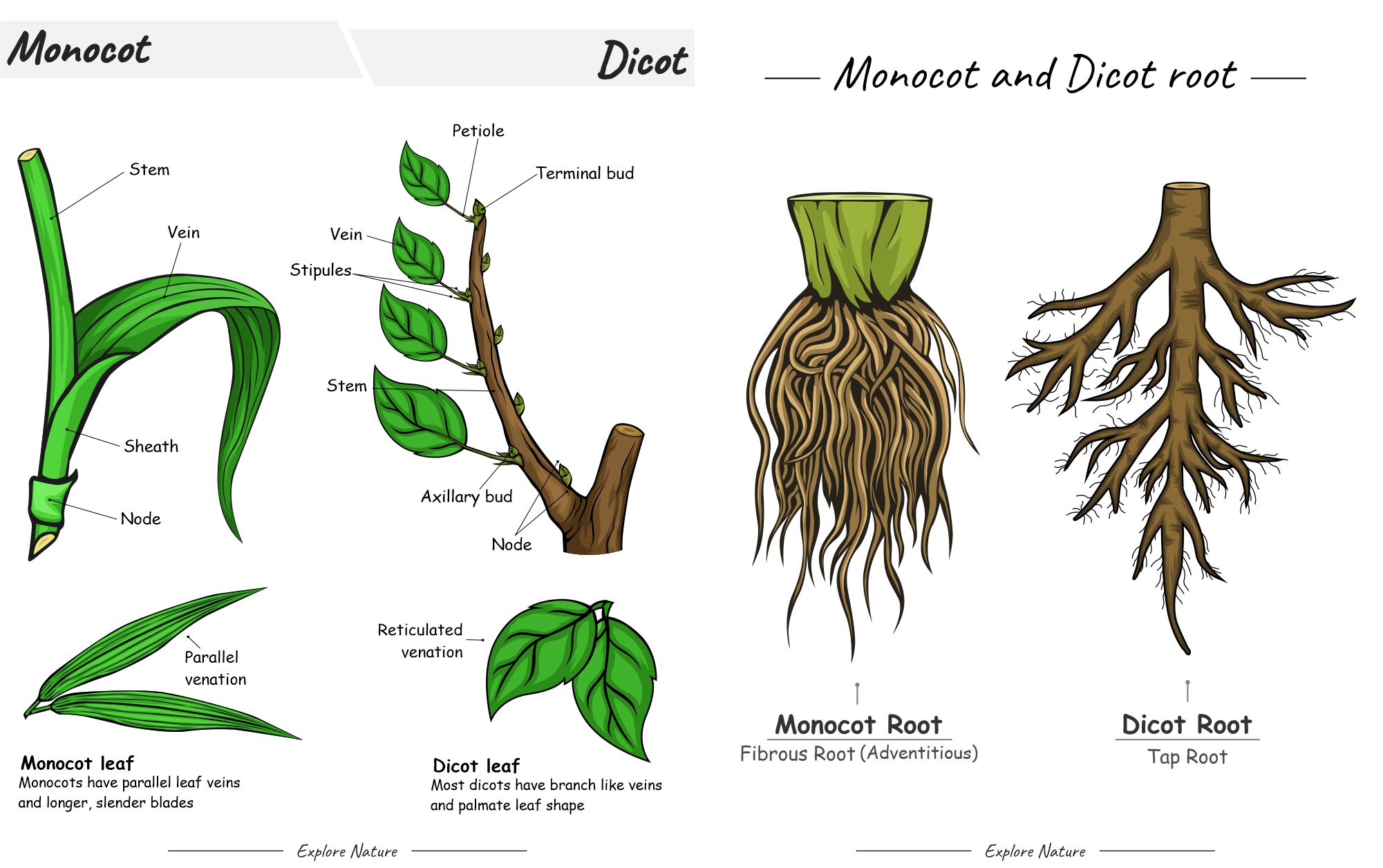 Science project - Monocot and Dicot. by Septian Anggara P. on Dribbble