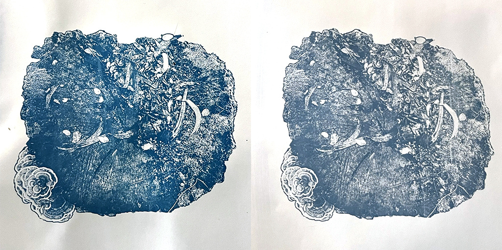 Cyanotype | Tree Trunk by Ana Ribeiro on Dribbble
