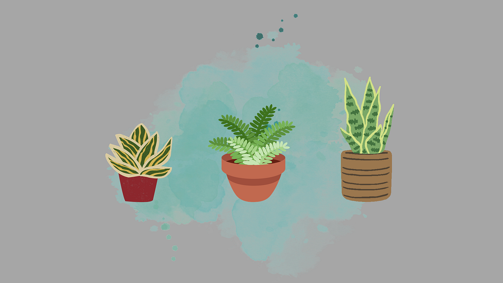Trio Plants by Mayar on Dribbble