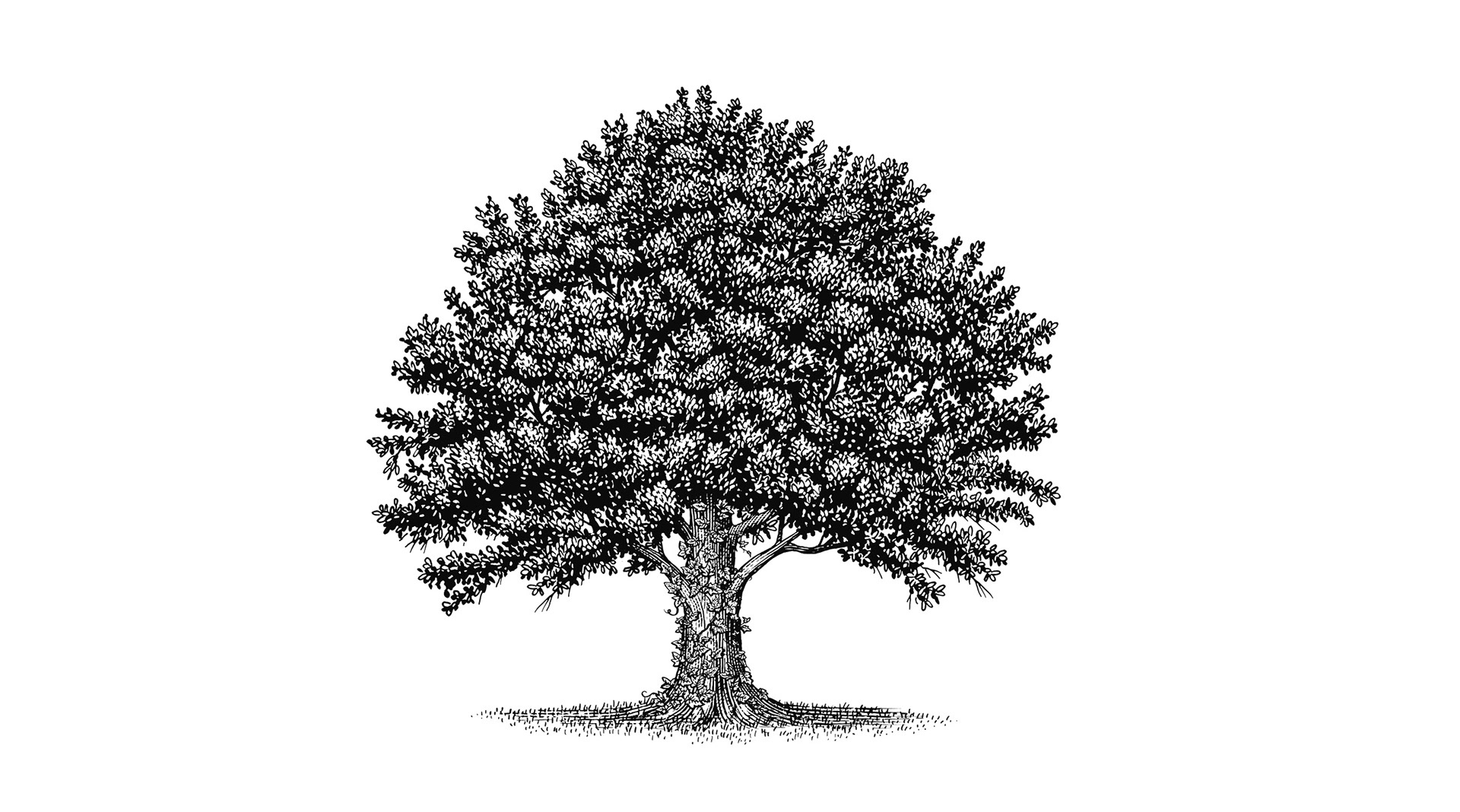 Bainbridge Distillers Logomark by Steven Noble by Steven Noble on Dribbble