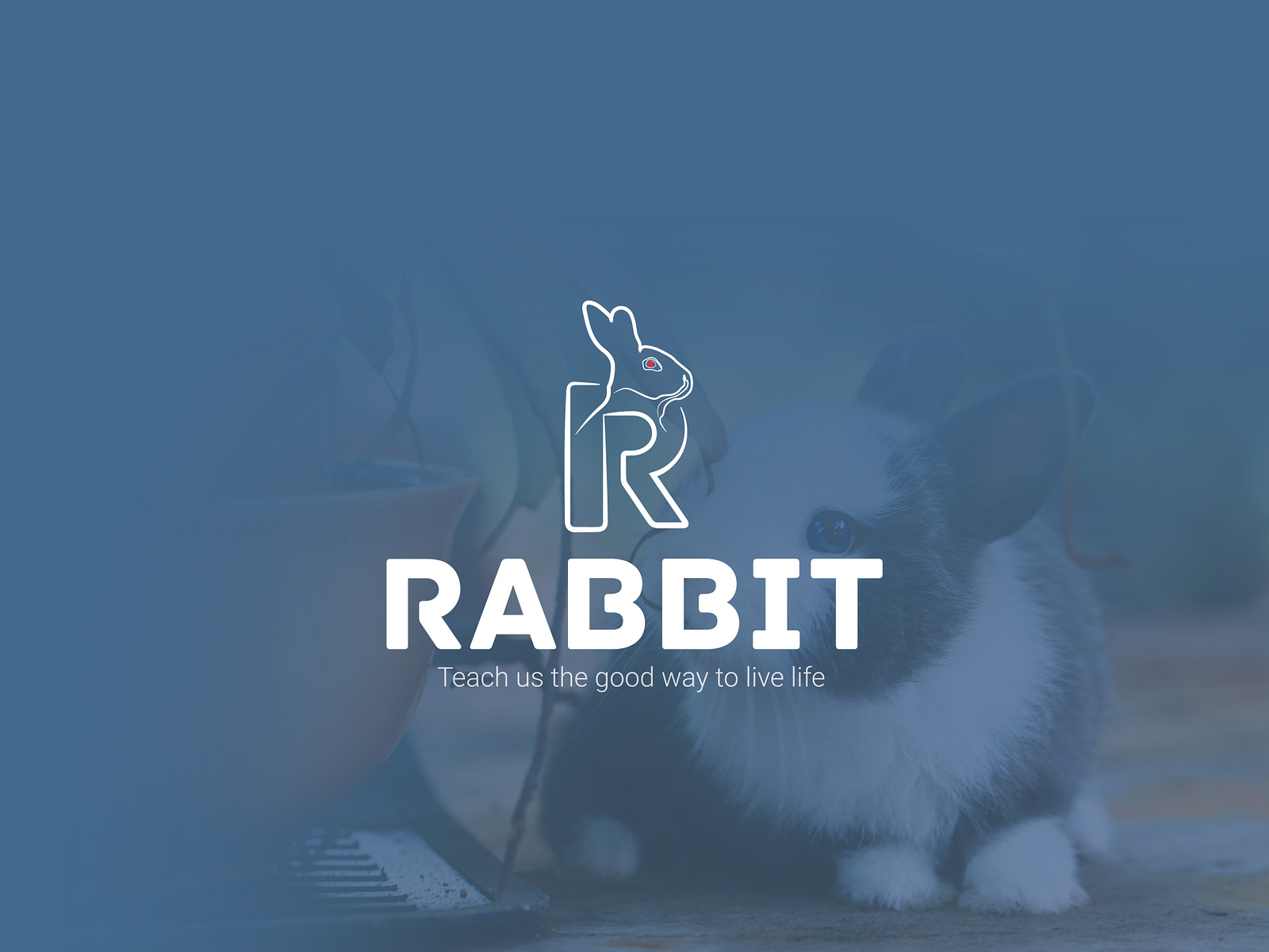 Rabbit Logo by VMotion Studio on Dribbble
