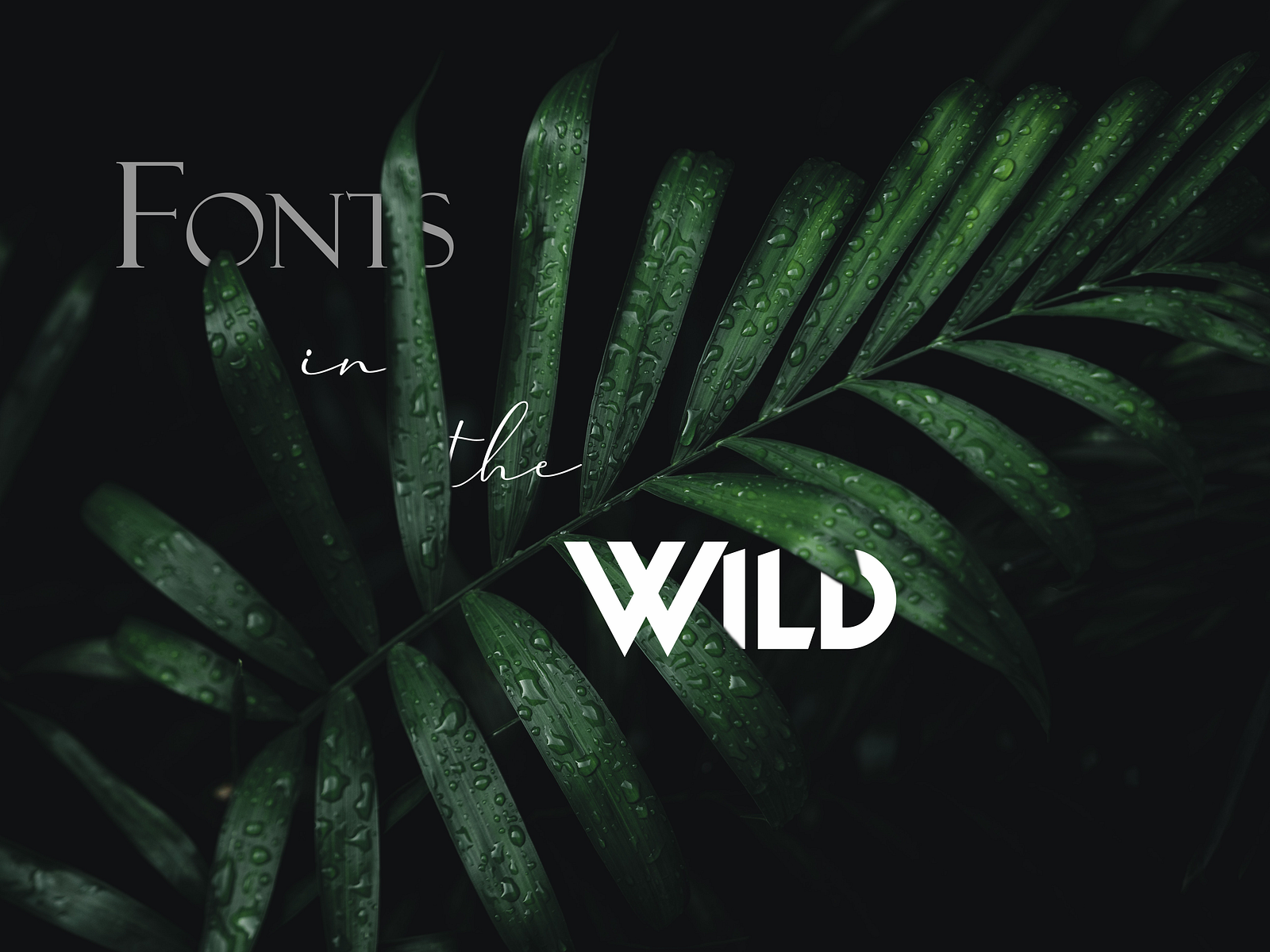 Aesthetic post for fonts by Shafquat Jabin on Dribbble