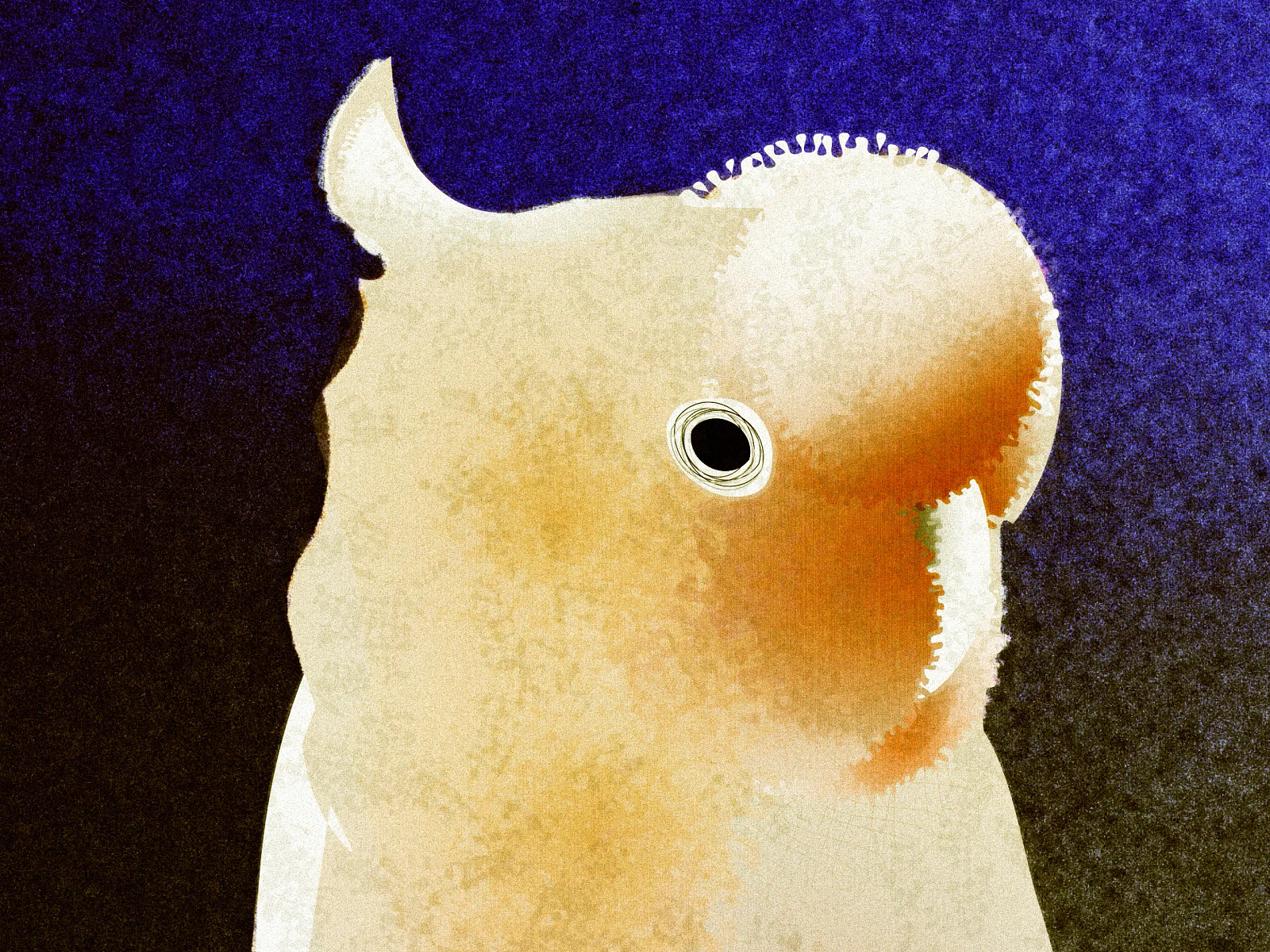 over cooked Cockatoo by Stuart Hunter on Dribbble