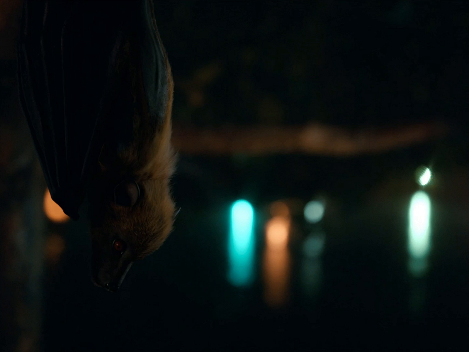 Bat Animation -Poacher2024 by Akash Bhosle on Dribbble