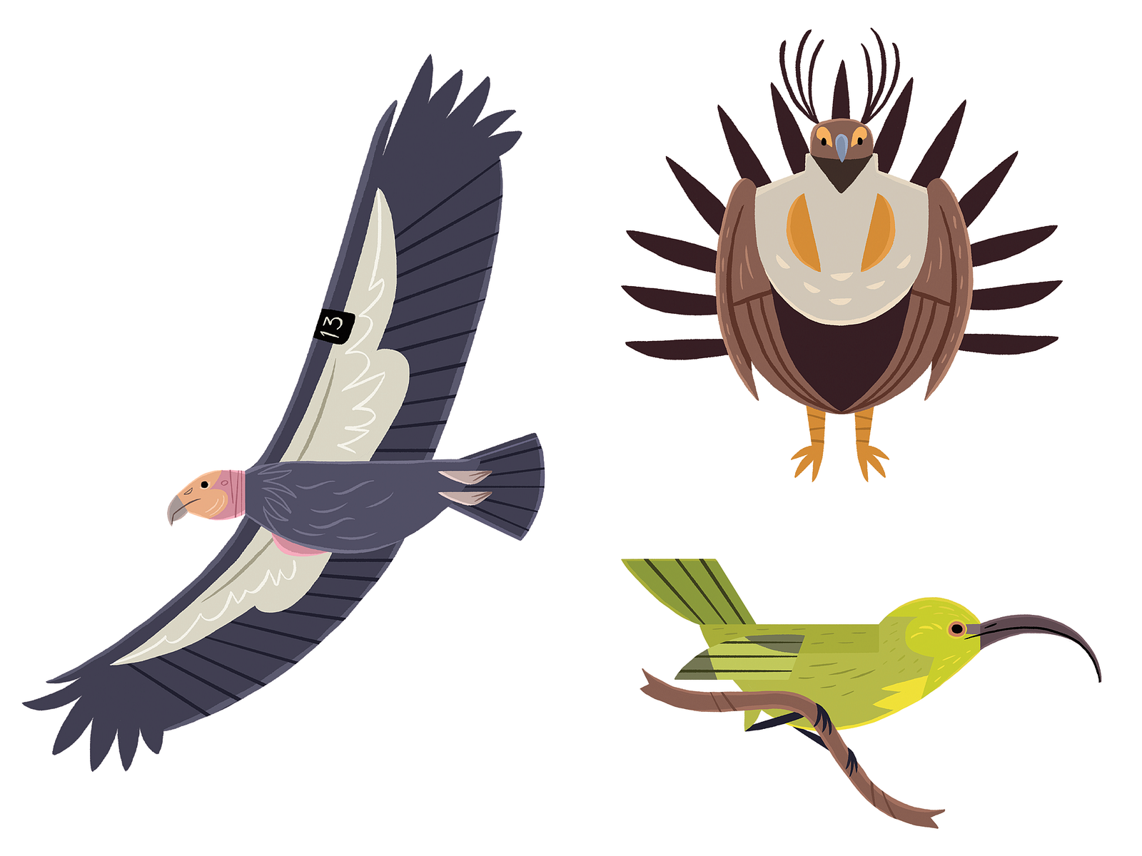 Endangered Birds by Alexander Vidal on Dribbble