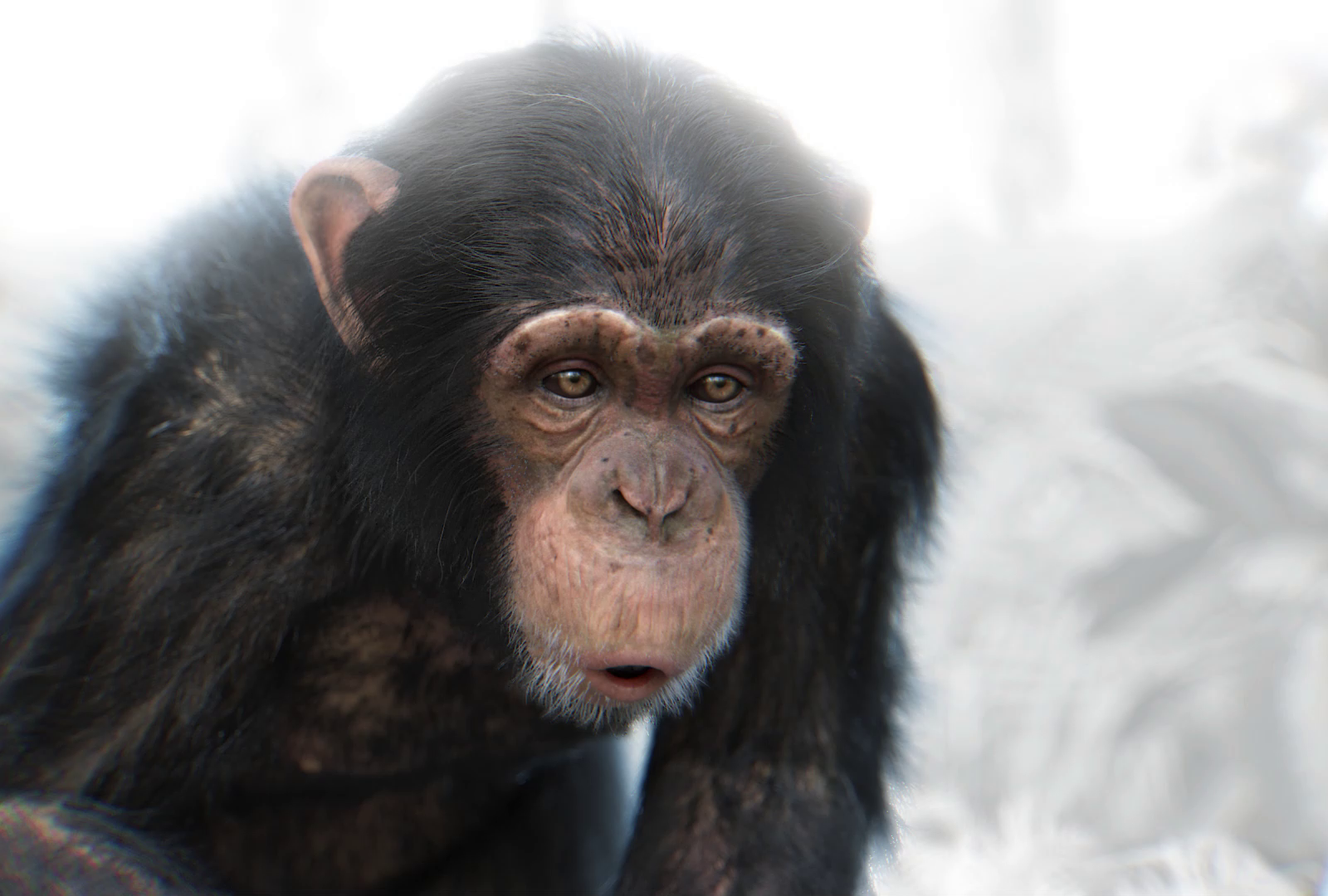 CGI Chimp by Esli Becerra on Dribbble
