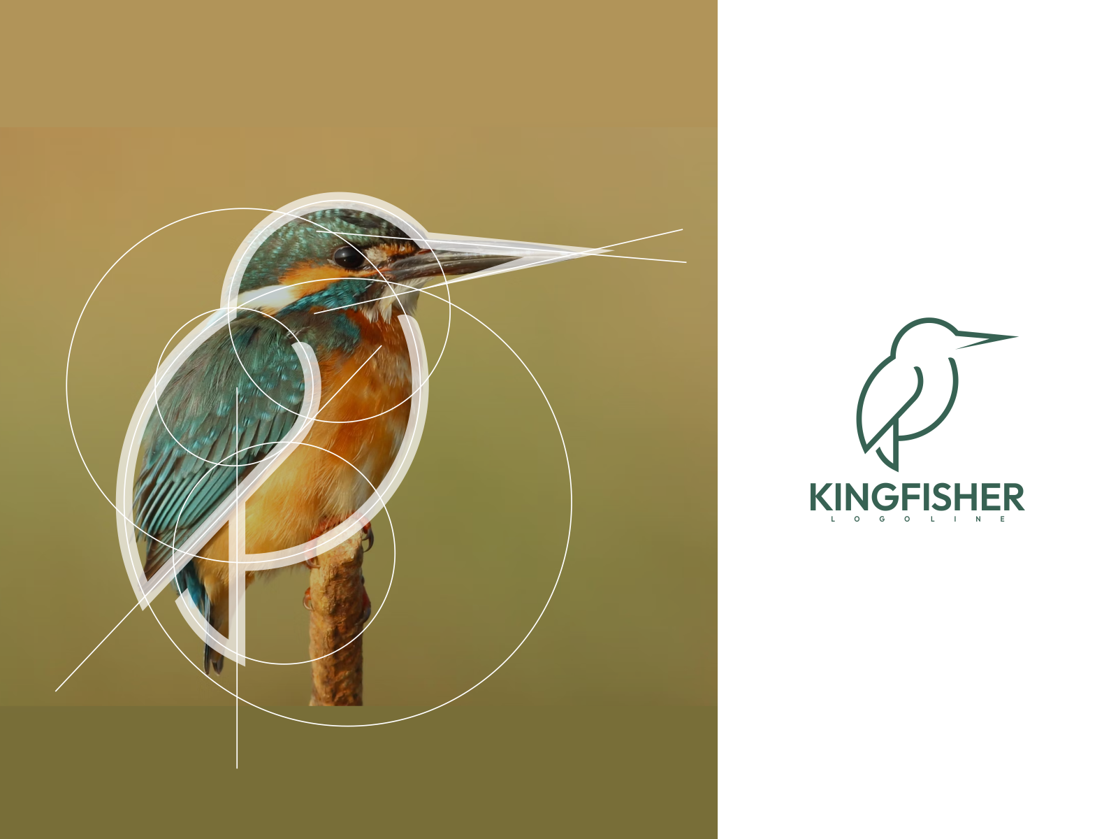 kingfisher Logo Line by MAXSTRIM_GRAPICH on Dribbble