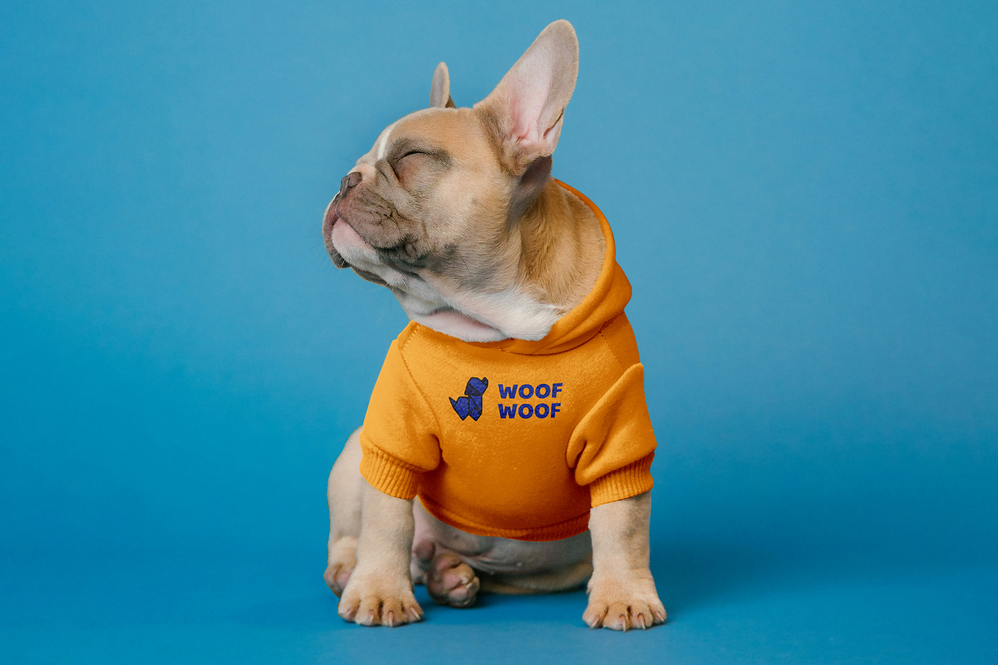 Woof-Woof Branding by Amali Avetisyan on Dribbble