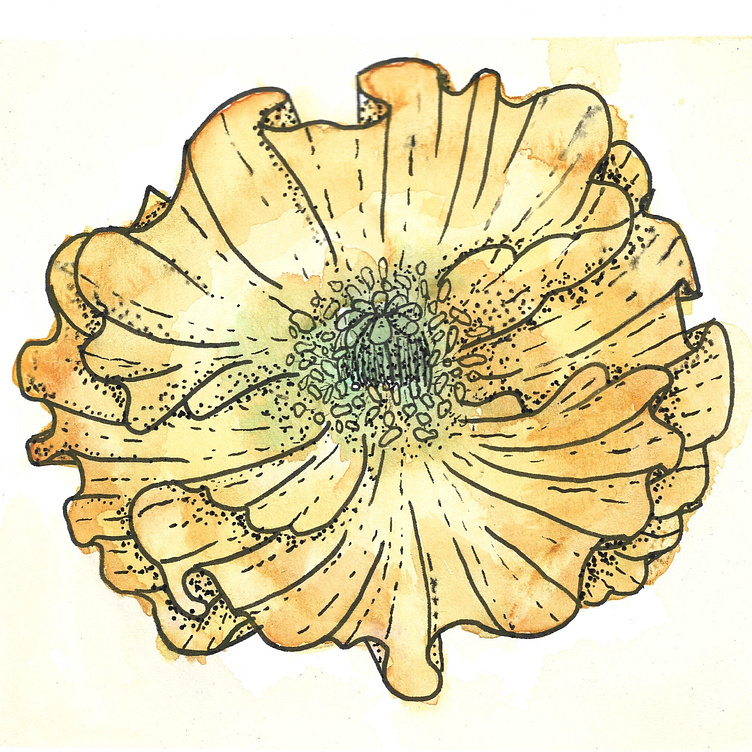 Poppy Study by Siu-Hung Woollard on Dribbble