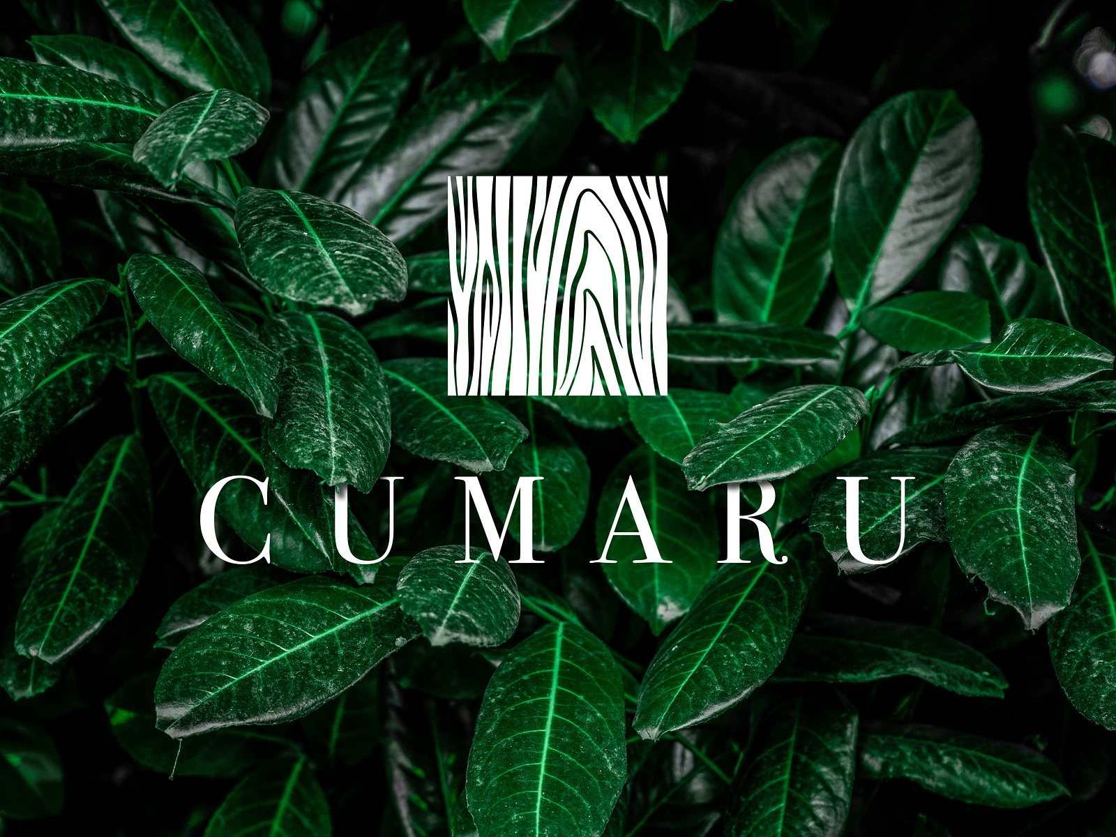 Cumaru Branding by Audrey Lemieux on Dribbble