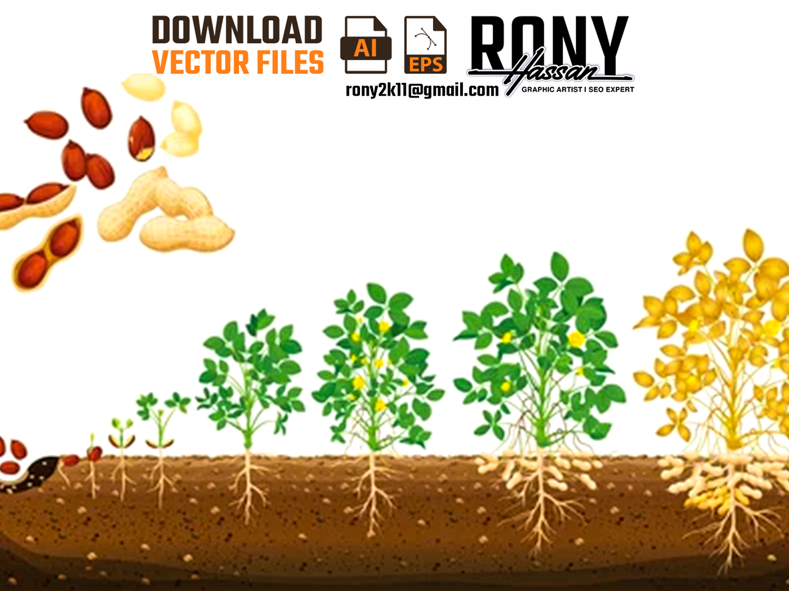Peanut growing stages vector | RONY | RONY HASSAN | RONYGD by MD ...
