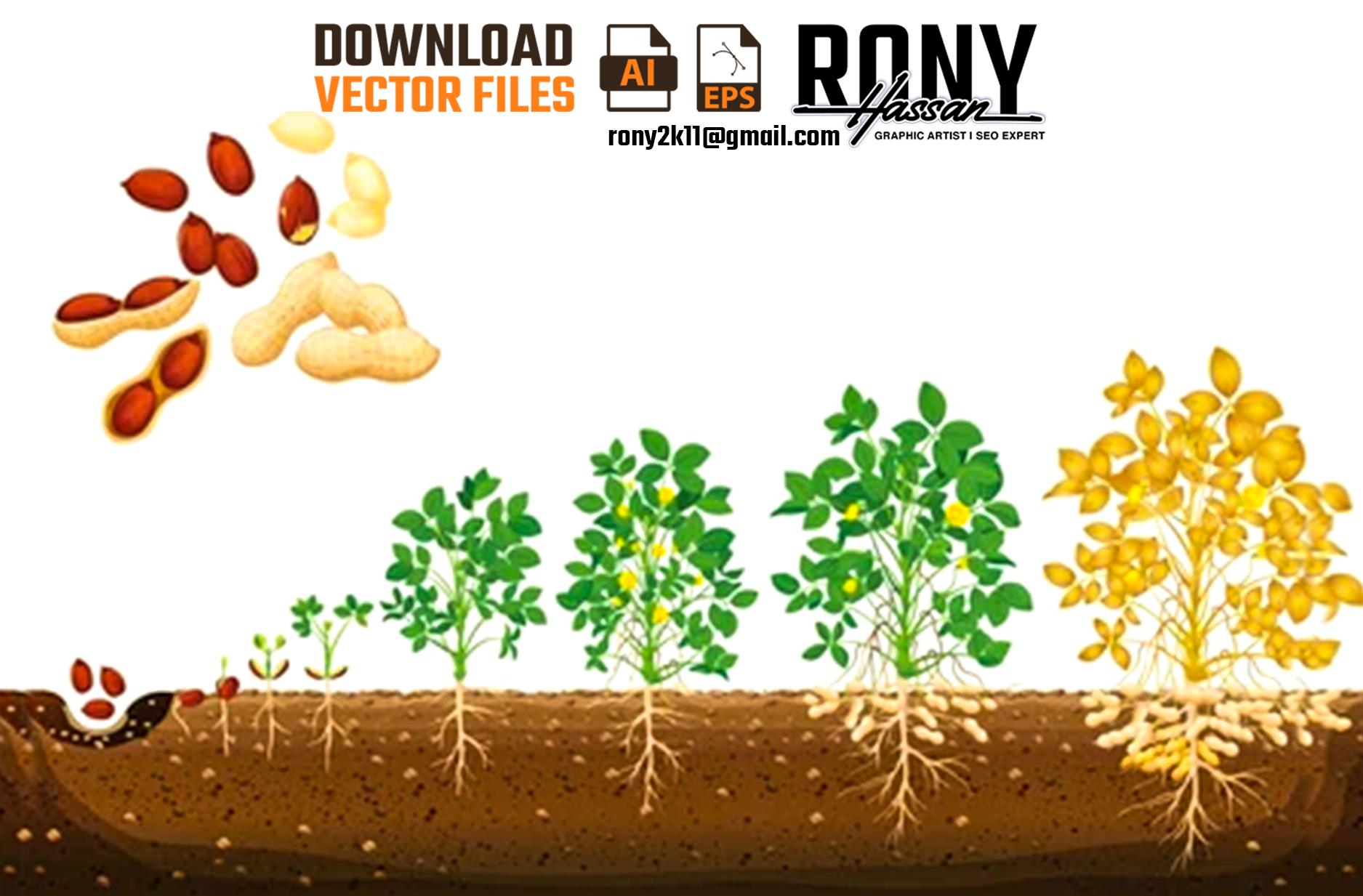 Peanut growing stages vector | RONY | RONY HASSAN | RONYGD by MD ...
