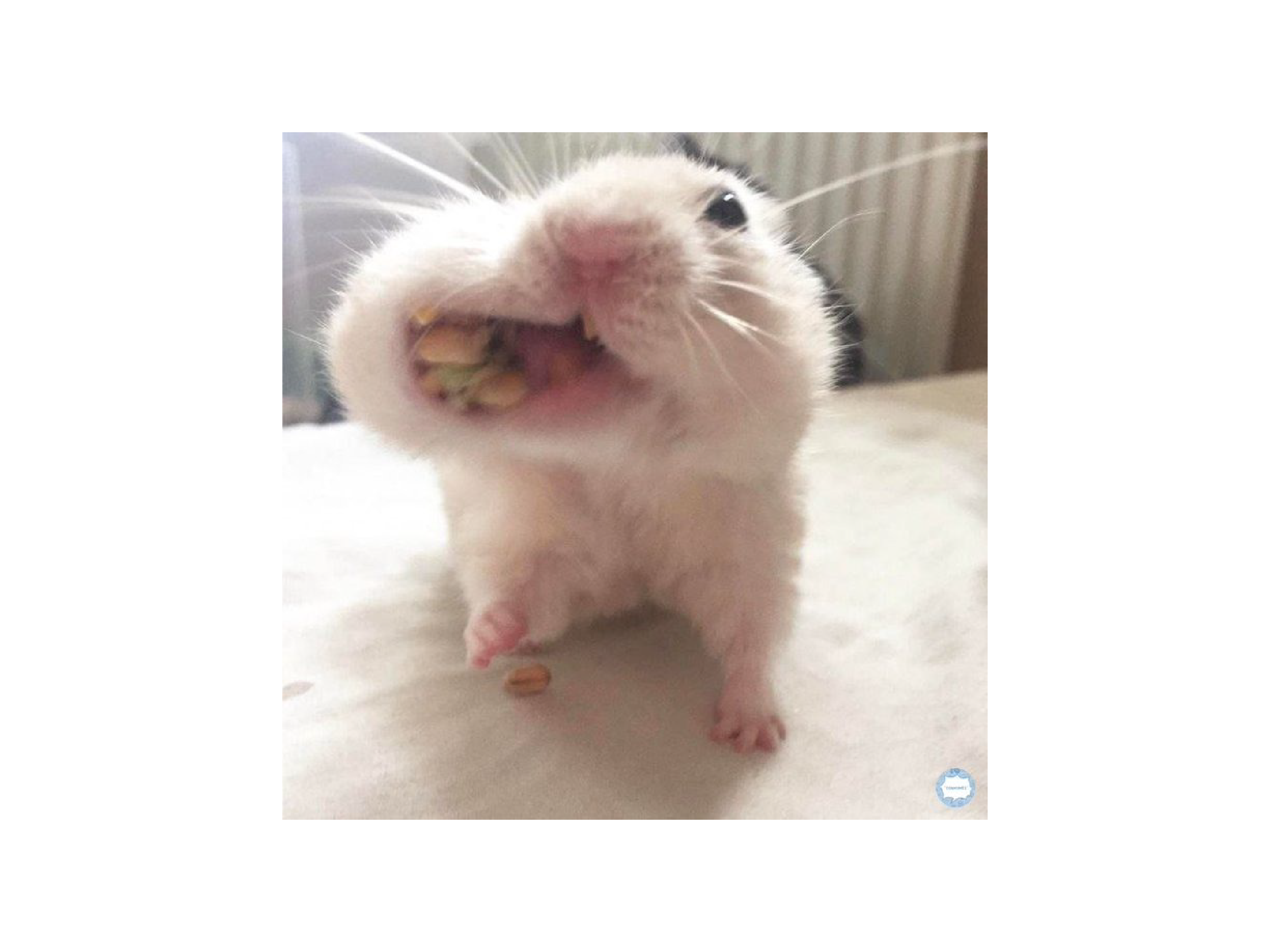 Hamster Full Mouth🐹 by catalyst on Dribbble
