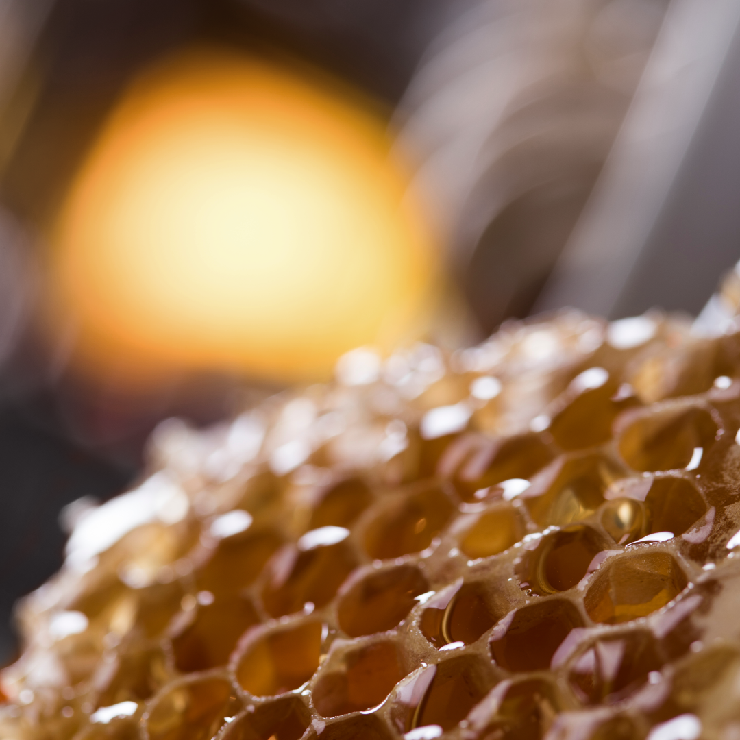 Bletë - brand identity by Sergey Yakovenko on Dribbble