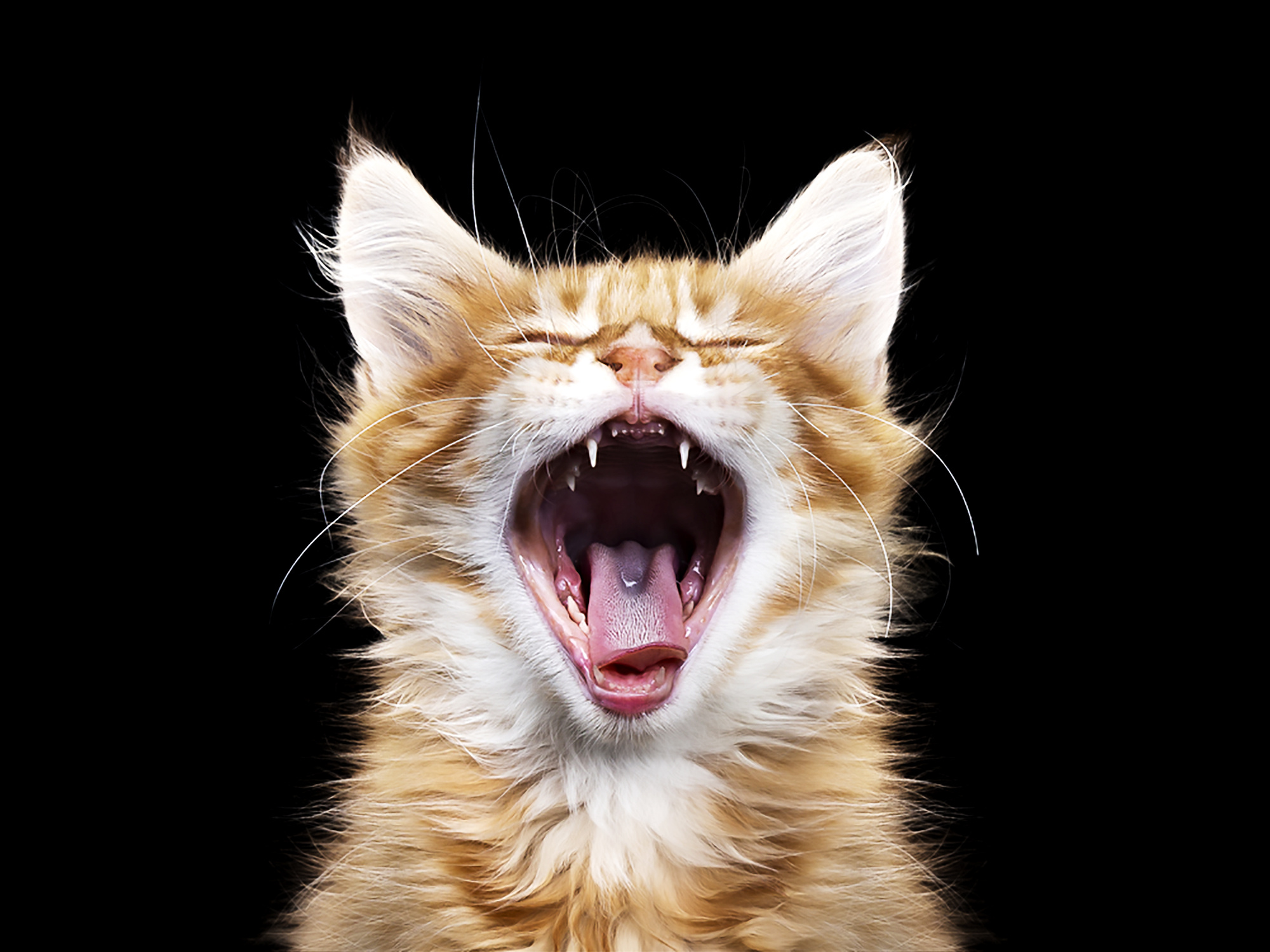 Cat Image Background Remove by Ripon Biswas on Dribbble