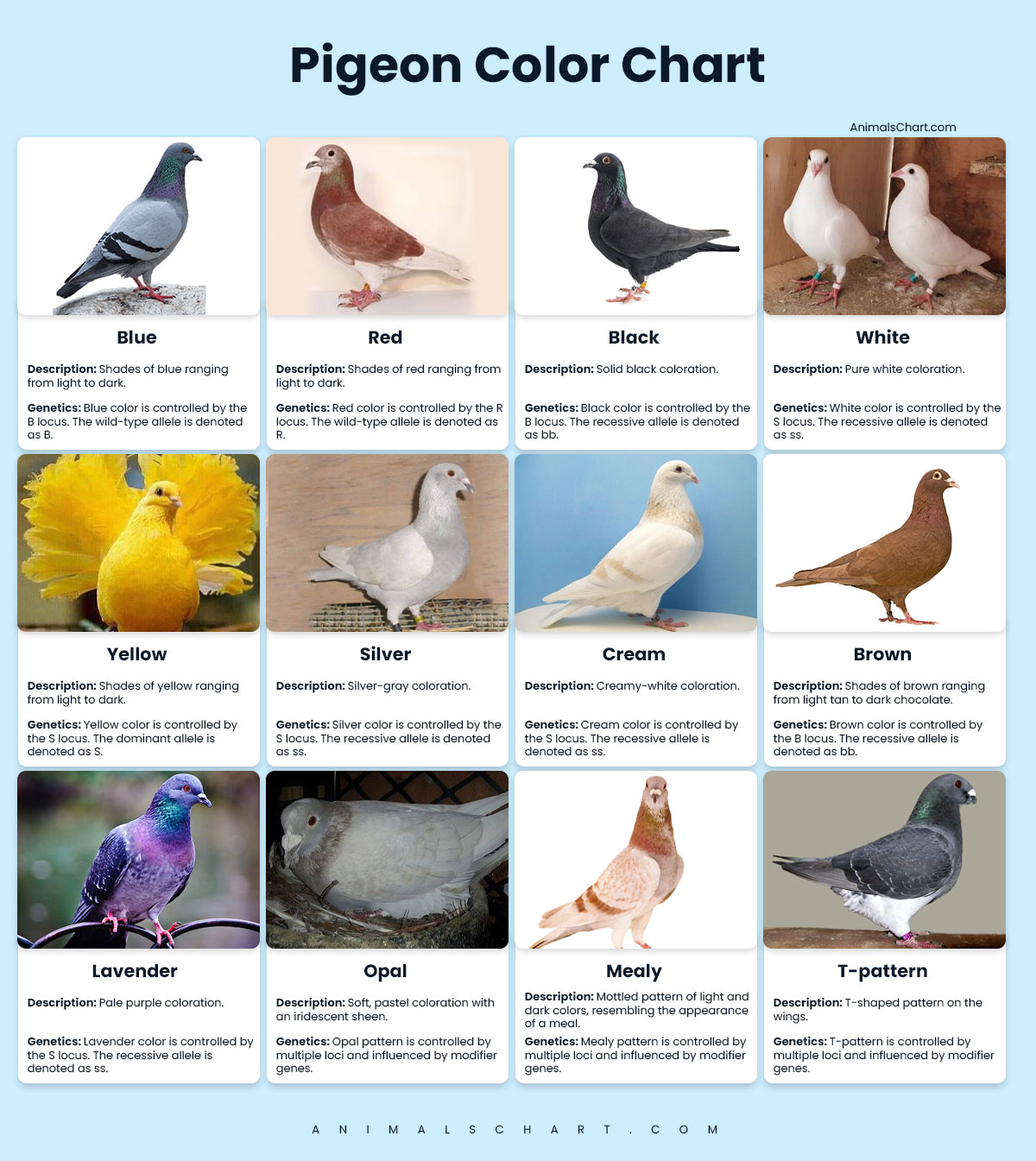 Pigeon Colors Chart by ChartFarosh on Dribbble