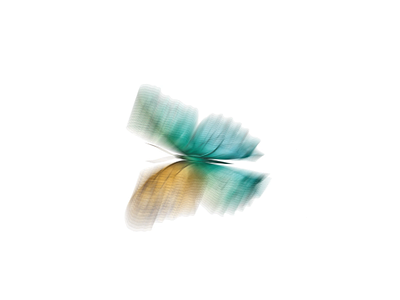 Butterfly flying logo Animation by Logo Wave on Dribbble