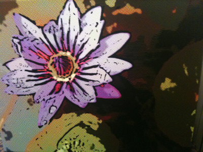 Waterlily by Jennifer Ciminillo on Dribbble