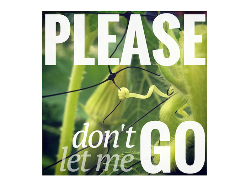 SadSquash by Jesse Shawl on Dribbble