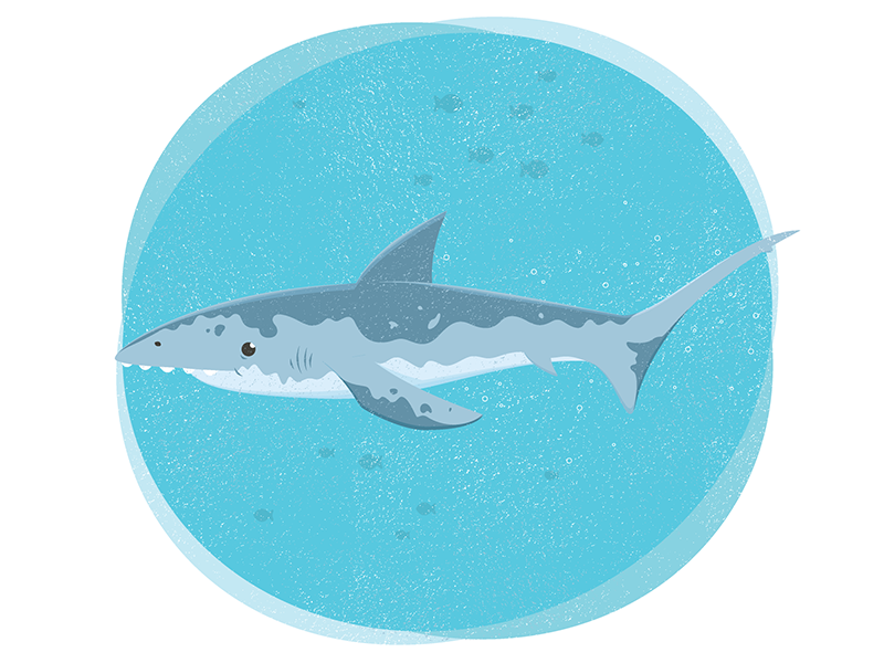 Goofy Shark by Chris Fernandez on Dribbble