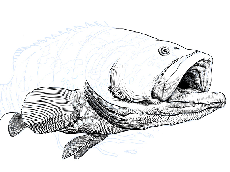 Big Fish - beer label by Pedro Correa on Dribbble
