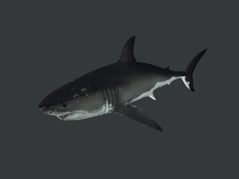 Great White Shark Gif Shark.gif By Garnzor On Dribbble