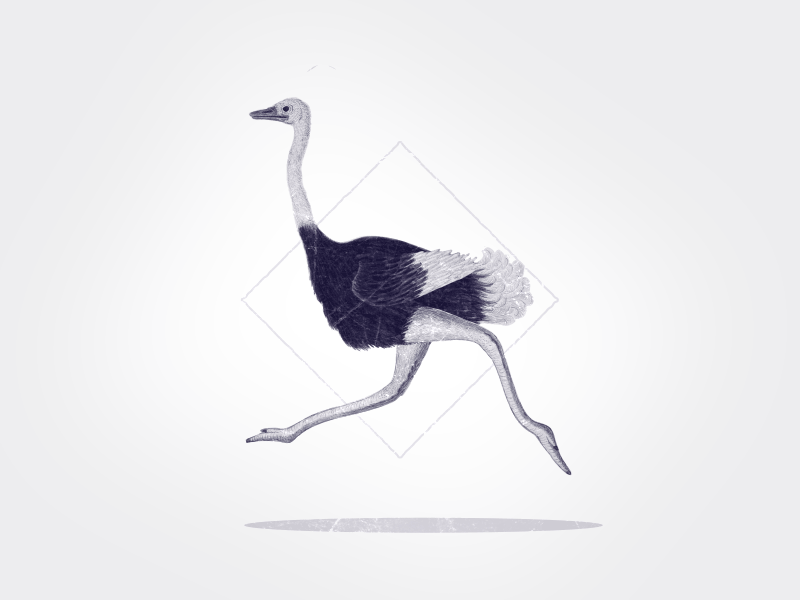 Ostrich running by Claire Nest on Dribbble